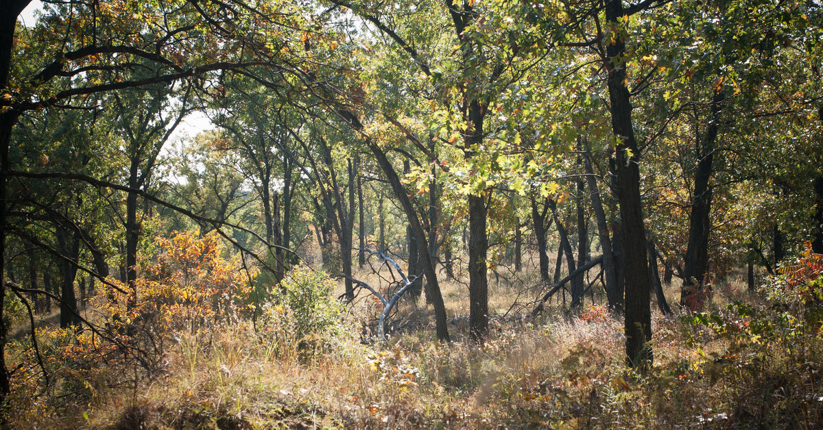 Sand Area - bplant.org