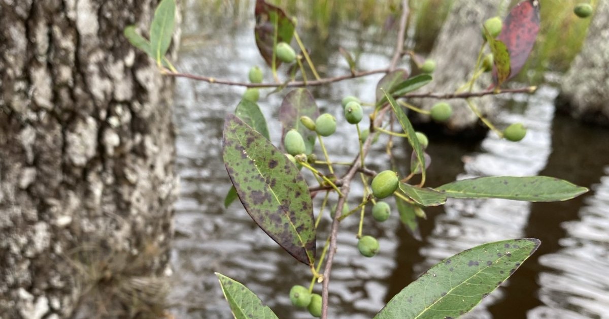 Swamp Tupelo (Nyssa biflora) - bplant.org