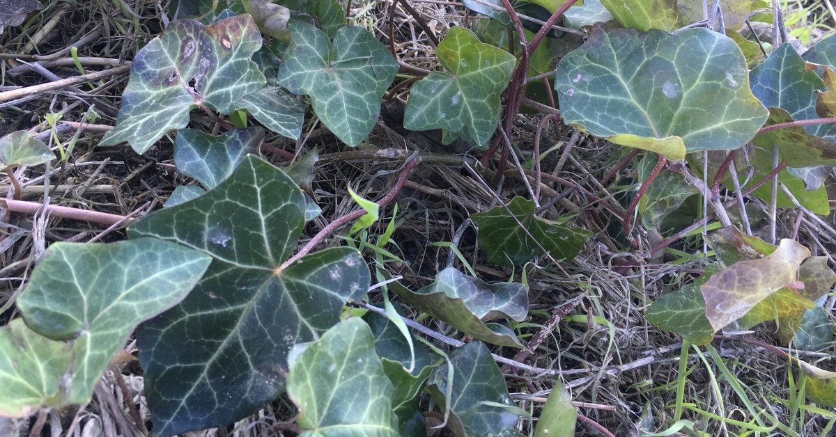 English Ivy (Hedera helix) - bplant.org