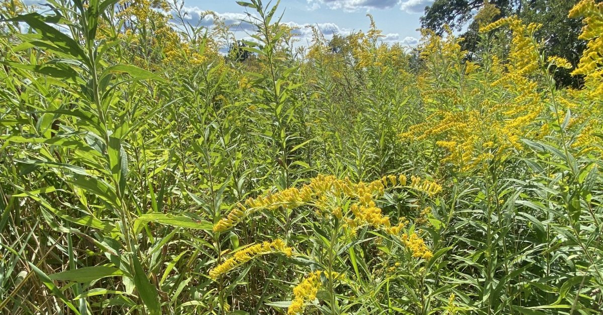 Tall Goldenrod (Solidago altissima) - bplant.org