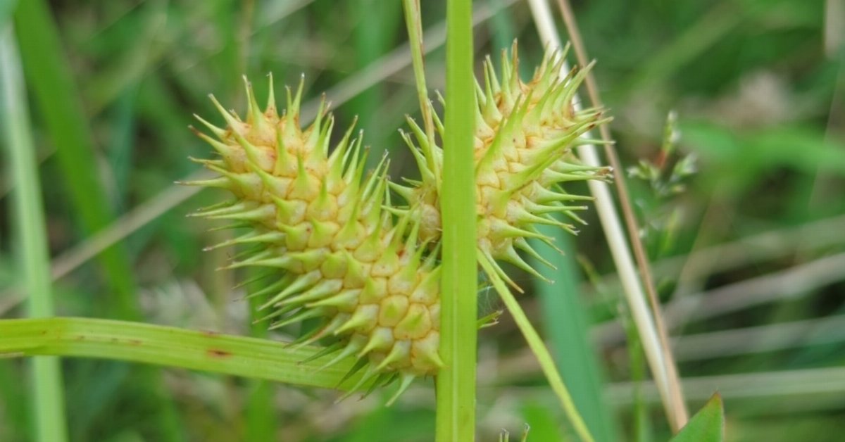 Sallow Sedge (Carex lurida) - bplant.org