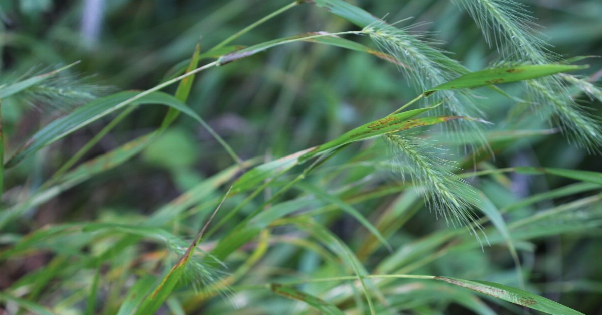 Silky Wild Rye (Elymus villosus) - bplant.org