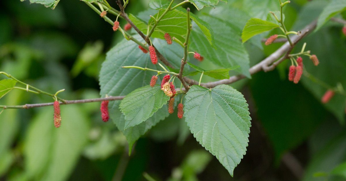 Red Mulberry (Morus rubra) - bplant.org