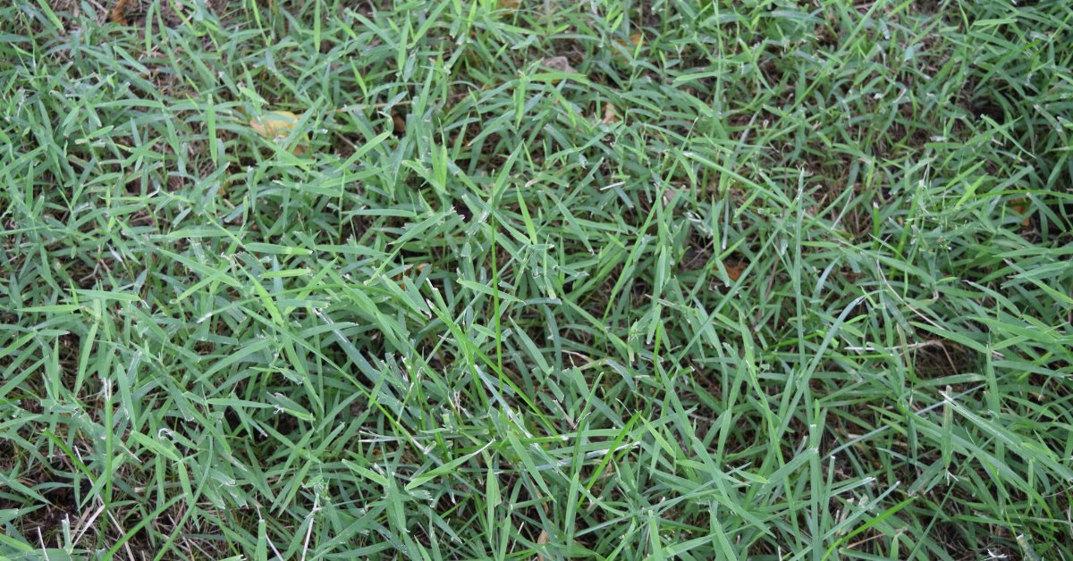 Nimblewill (Muhlenbergia schreberi) - bplant.org