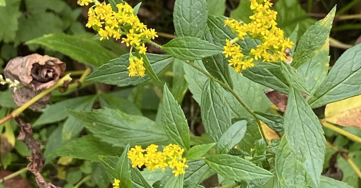 Wrinkleleaf Goldenrod (Solidago rugosa) - bplant.org