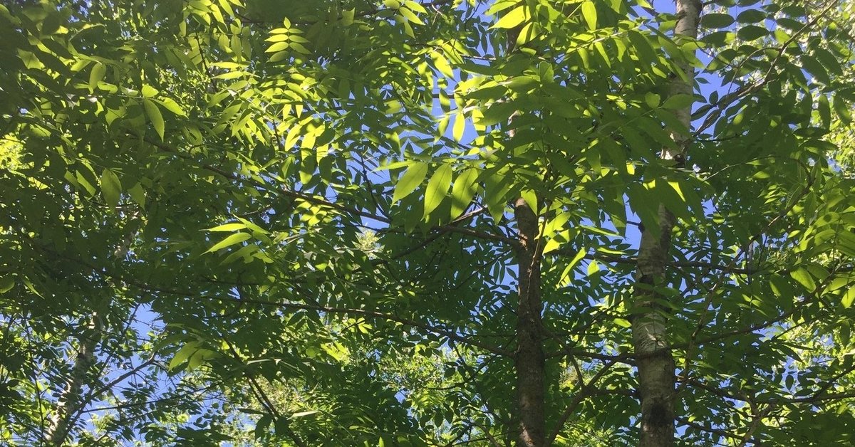 Black Ash (Fraxinus nigra) - bplant.org