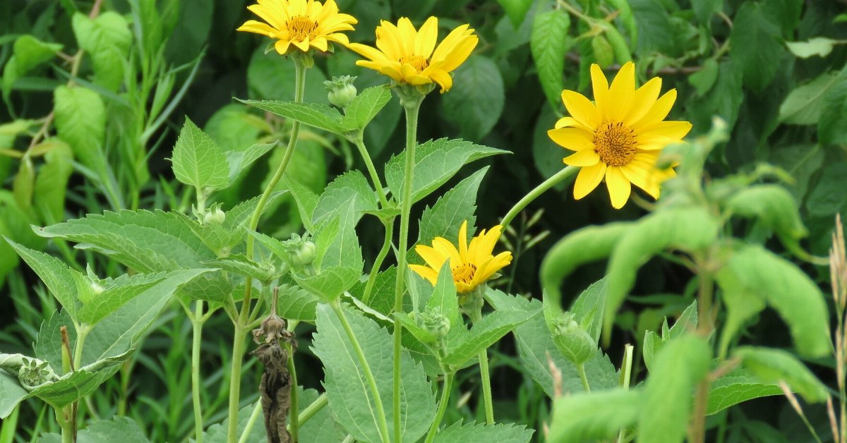 False Sunflower (Heliopsis helianthoides) - bplant.org