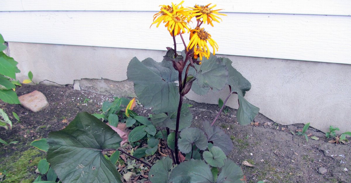 Summer Ragwort (Ligularia dentata) - bplant.org