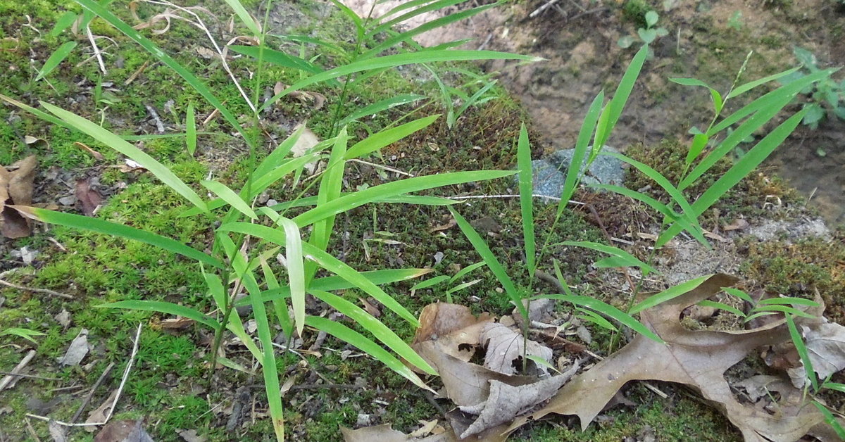 Whitegrass (Leersia virginica) - bplant.org