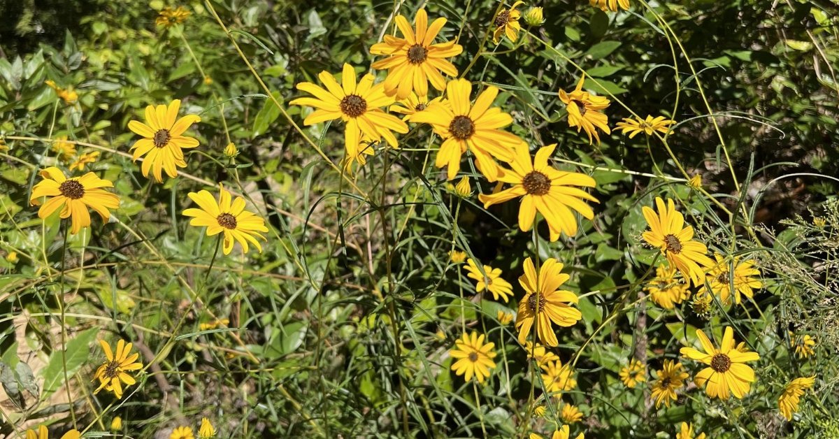 Narrowleaf Sunflower (Helianthus angustifolius) - bplant.org