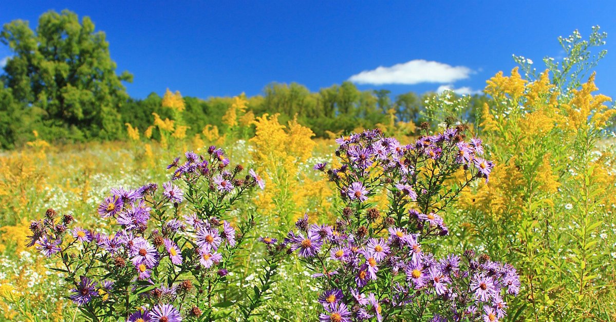 Donate to bplant.org