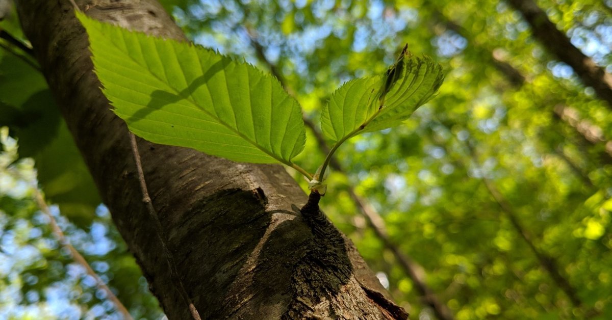 Sweet Birch (Betula lenta) - bplant.org