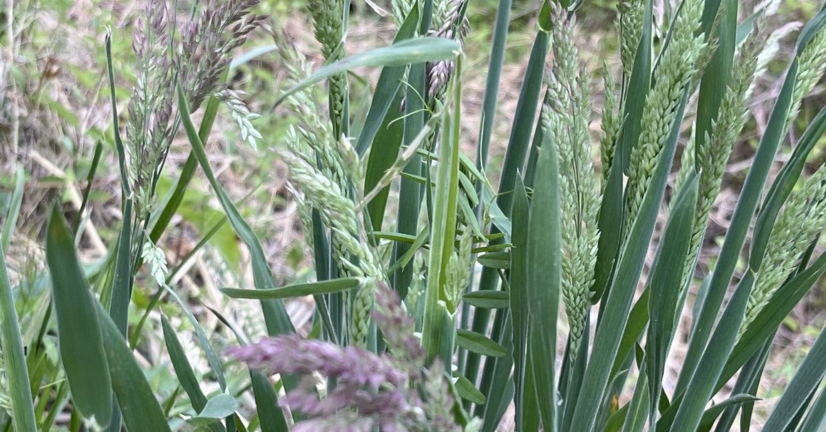 Common Velvetgrass (Holcus lanatus) - bplant.org