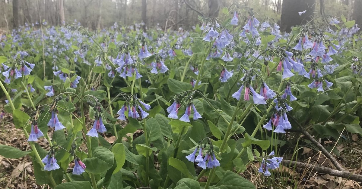 Virginia Bluebells (Mertensia virginica) - bplant.org