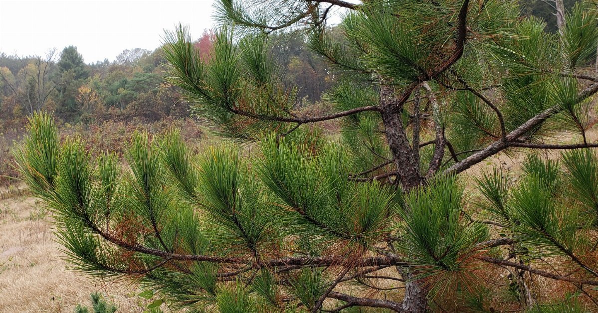Red Pine (Pinus resinosa) - bplant.org