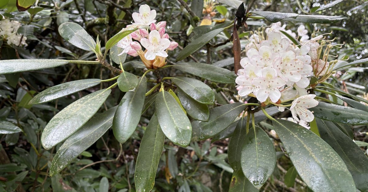 Great Laurel (Rhododendron maximum) - bplant.org