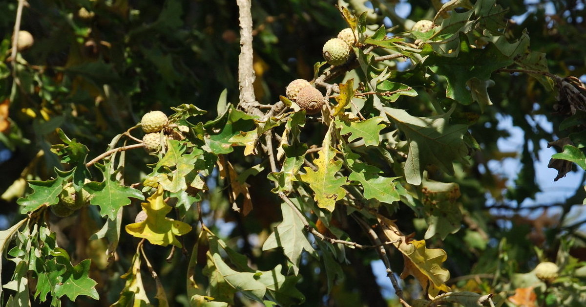 Overcup Oak (Quercus lyrata) - bplant.org