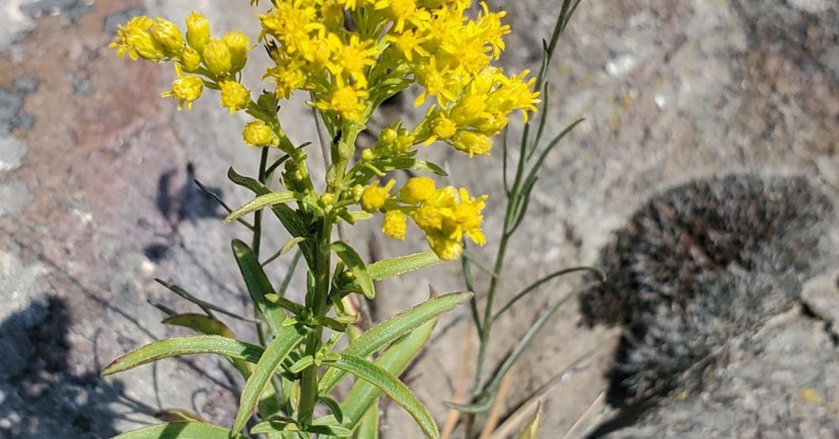 Missouri goldenrod (Solidago missouriensis) - bplant.org
