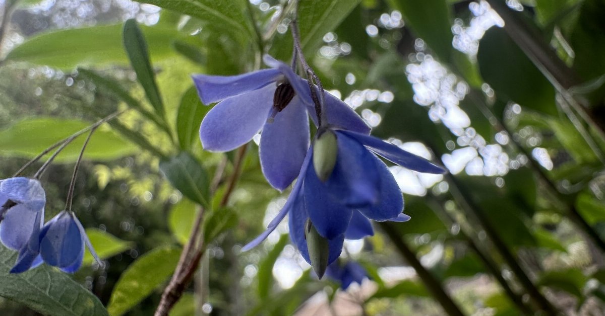 Bluebell Creeper (Billardiera heterophylla) - bplant.org