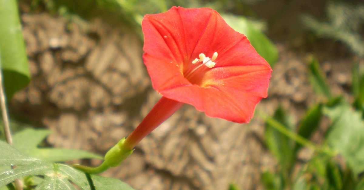 Cardinal Climber (Ipomoea ×multifida) - bplant.org