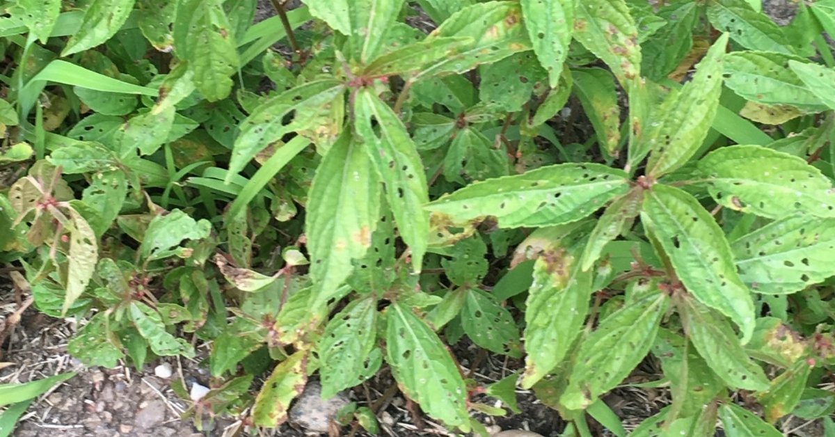 Asian Copperleaf (Acalypha australis) - bplant.org