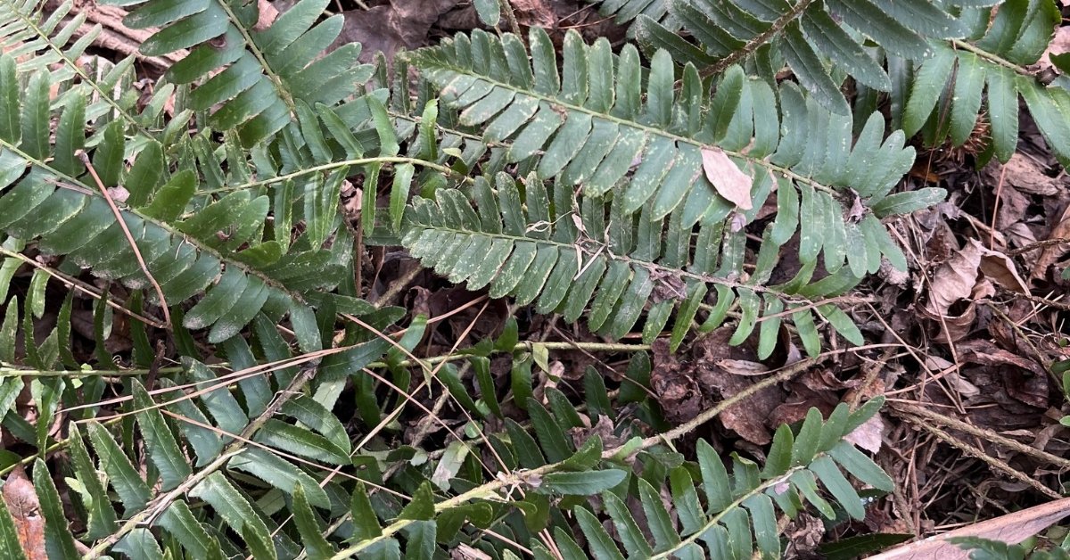 Christmas fern (Polystichum acrostichoides) - bplant.org