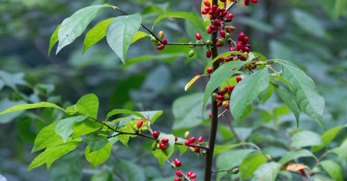 Northern Spicebush (Lindera benzoin) - bplant.org