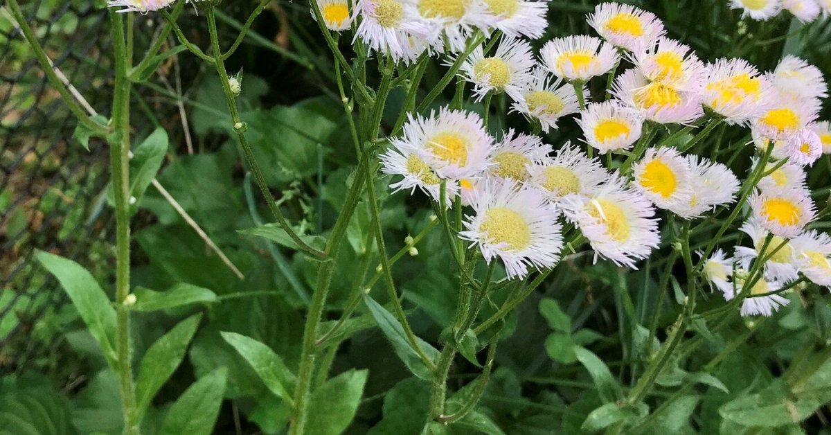 Philadelphia Fleabane (Erigeron philadelphicus) - bplant.org