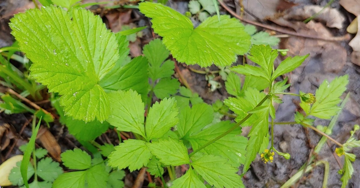 Spring Avens (Geum vernum) - bplant.org