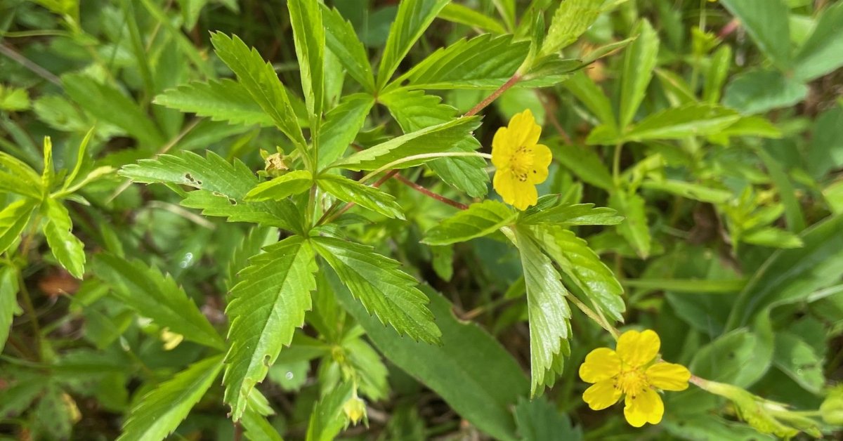 Common Cinquefoil (Potentilla simplex) - bplant.org