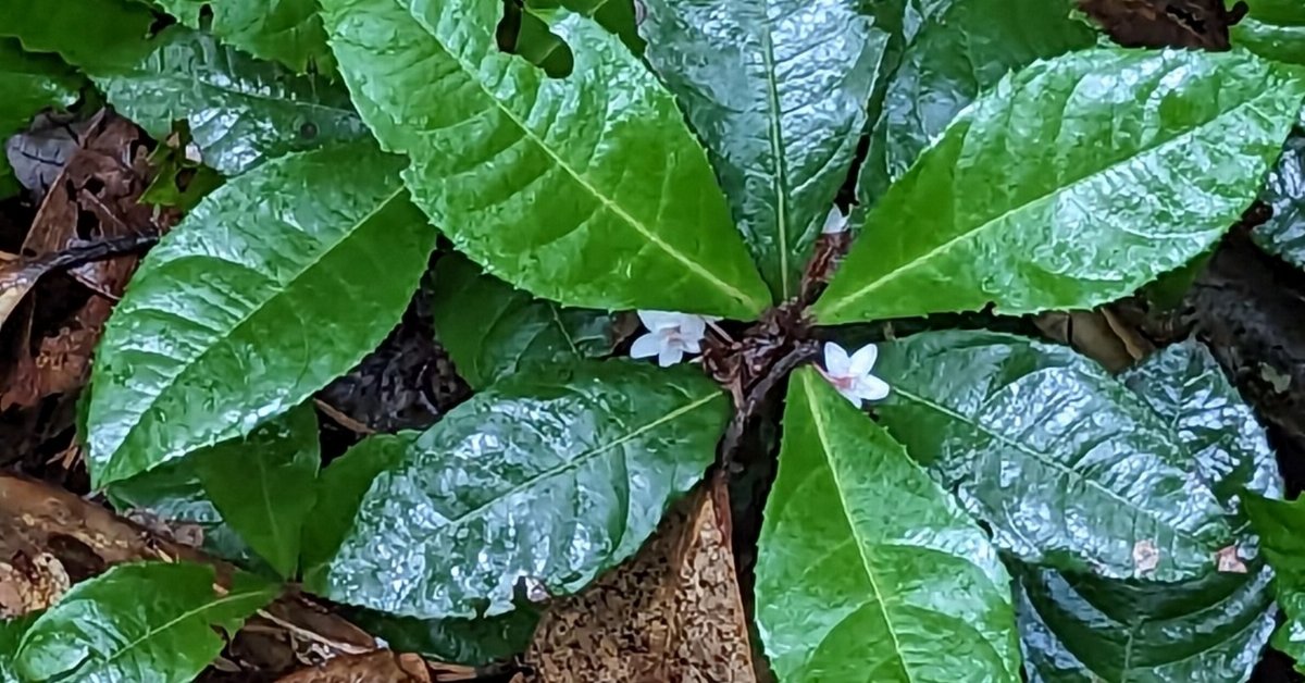 Japanese Marlberry (Ardisia japonica) - bplant.org