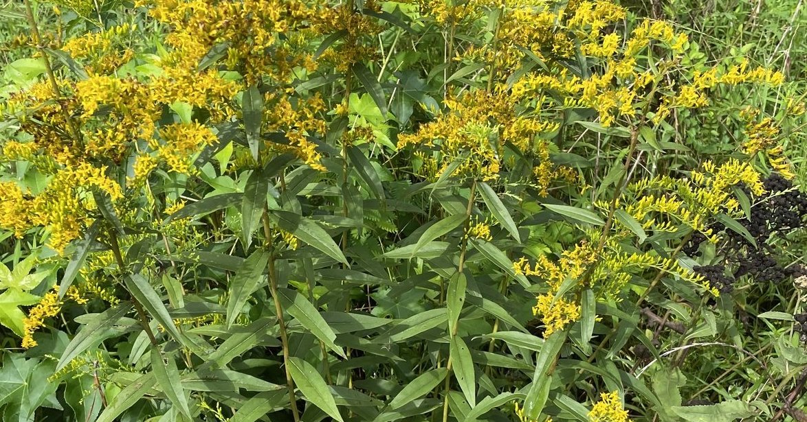 Sweet Goldenrod (Solidago odora) - bplant.org