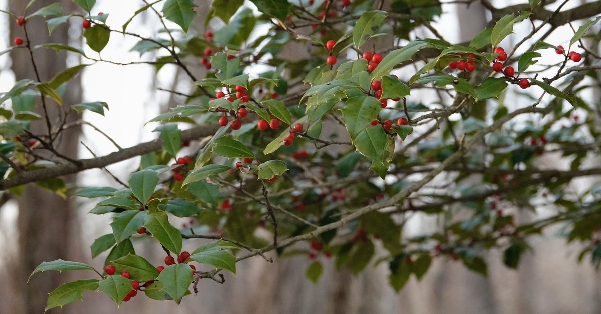 American Holly (Ilex opaca) - bplant.org