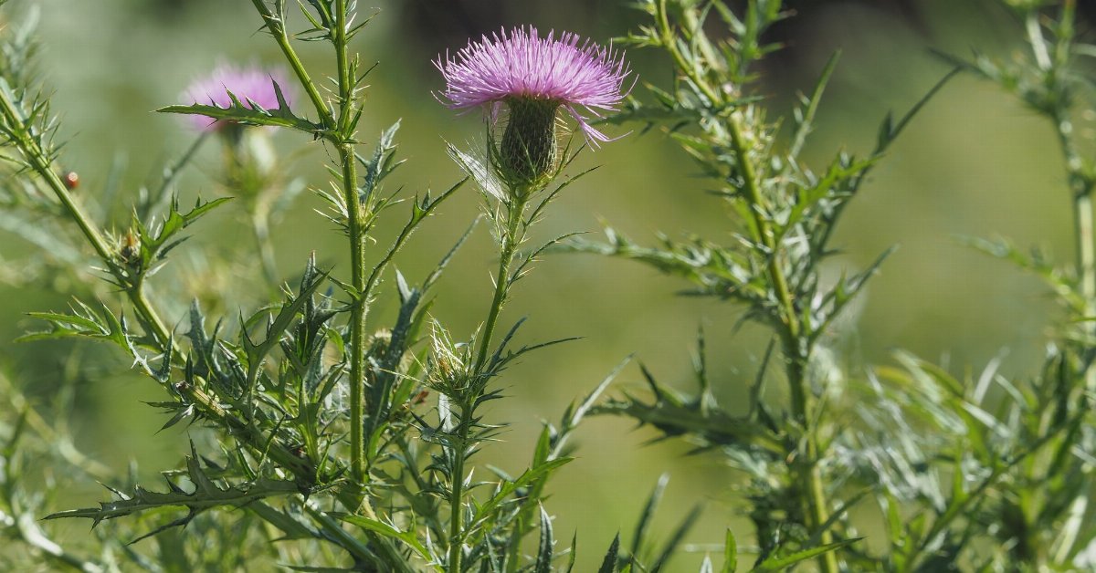 Field Thistle (Cirsium discolor) - bplant.org