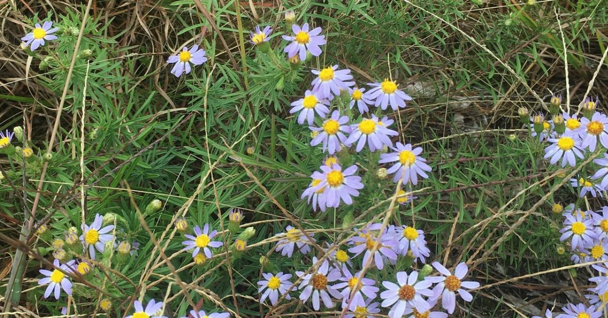 Flax-leaved Stiff-aster (Ionactis linariifolia) - bplant.org