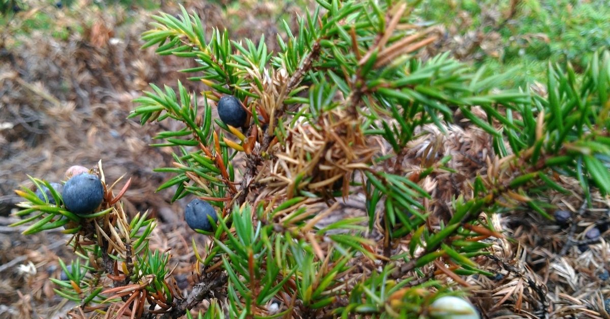 Common Juniper (Juniperus communis) - bplant.org