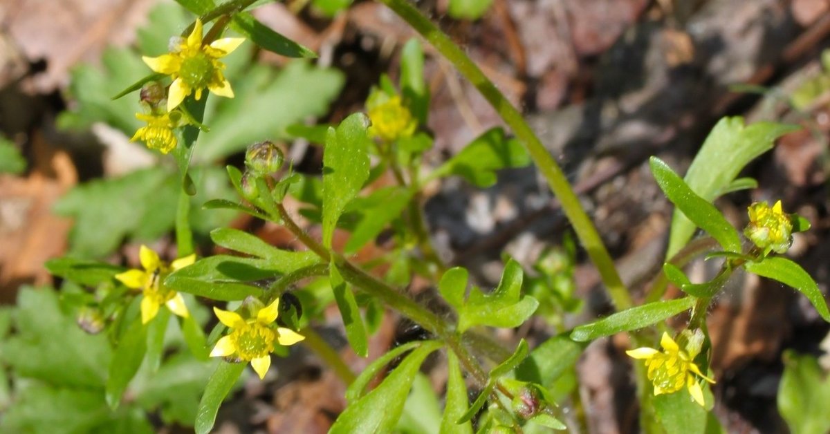 Rock Buttercup (Ranunculus micranthus) - bplant.org