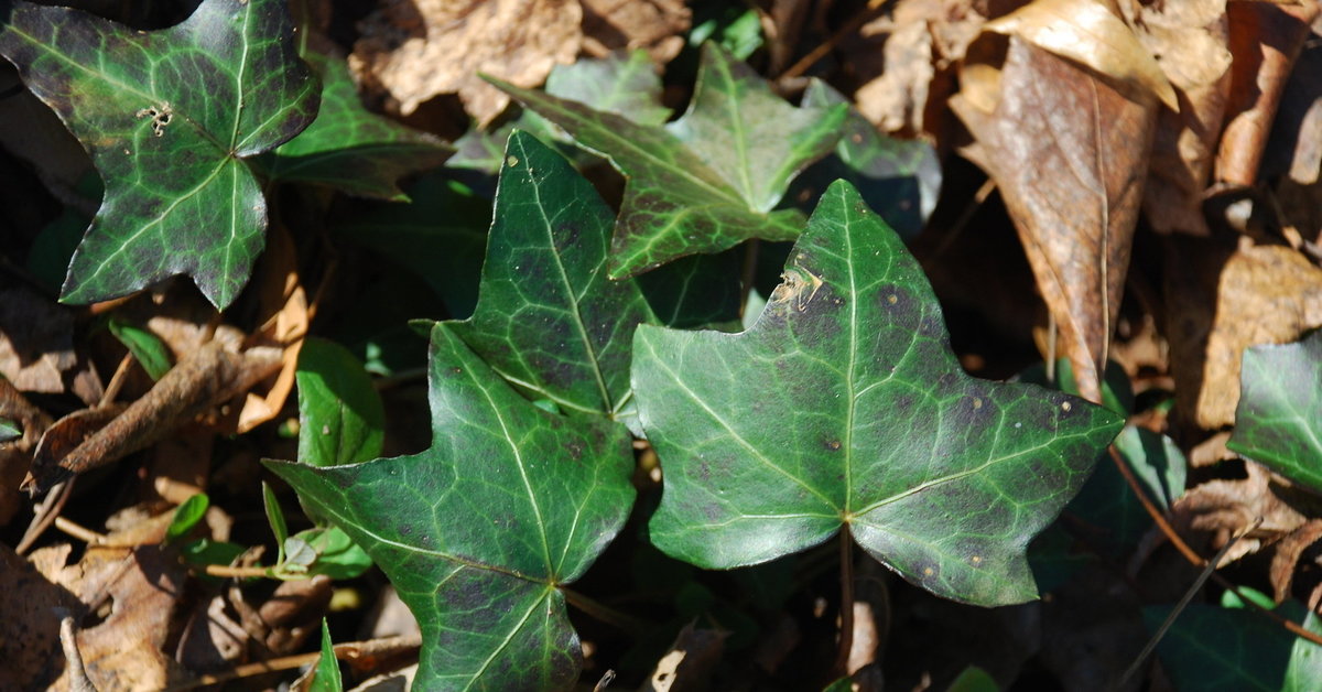 Atlantic Ivy (Hedera hibernica) - bplant.org