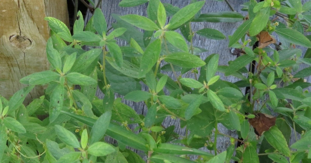 Slender Threeseed Mercury (Acalypha gracilens) - bplant.org