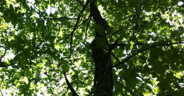 Saul's Oak (Quercus ×saulii) - bplant.org