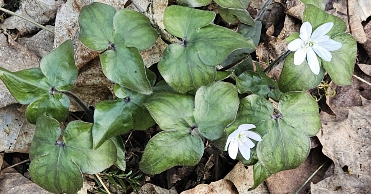 Sharp-lobed Liverleaf (Hepatica acutiloba) - bplant.org