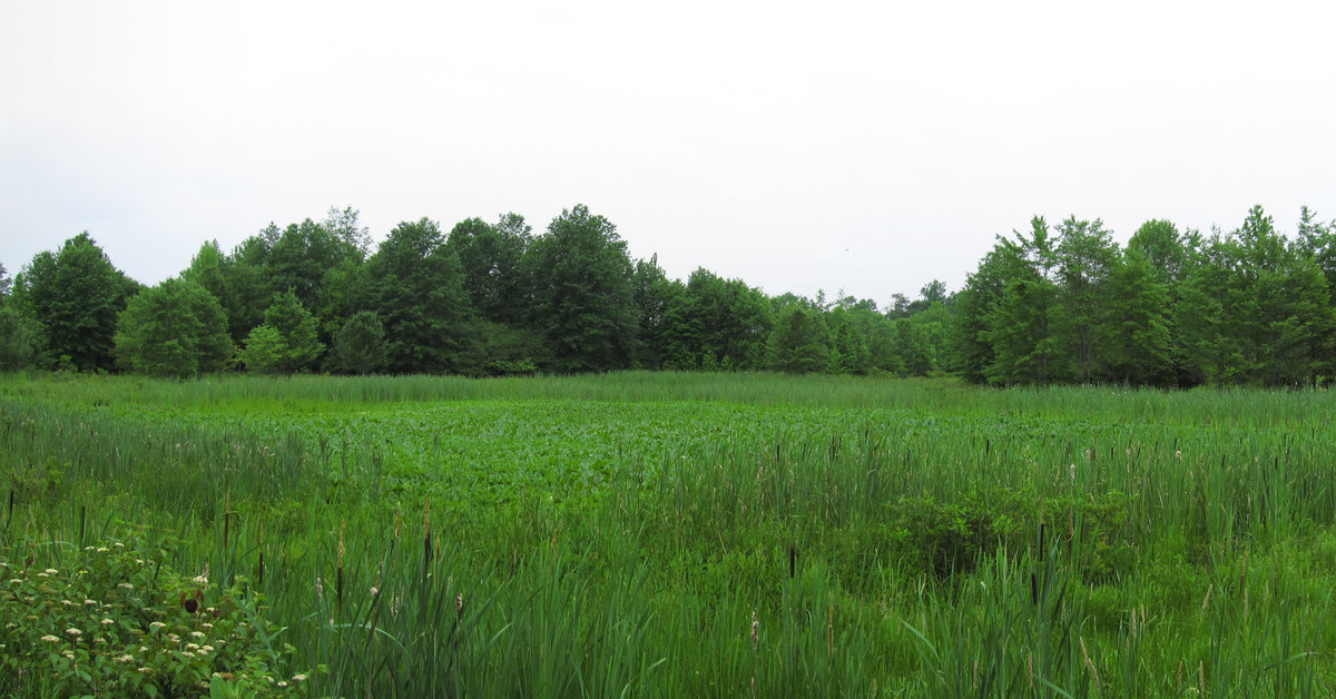 Passaic Basin Freshwater Wetlands - bplant.org