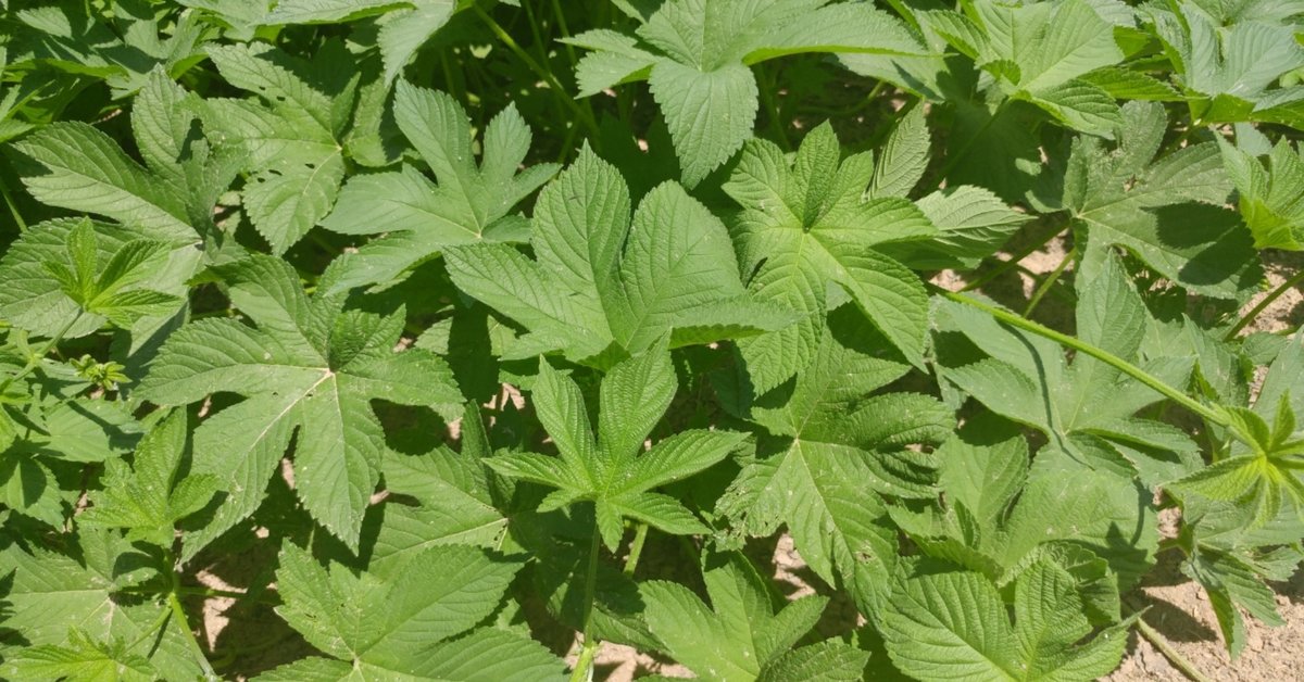 Japanese Hop (Humulus japonicus) - bplant.org